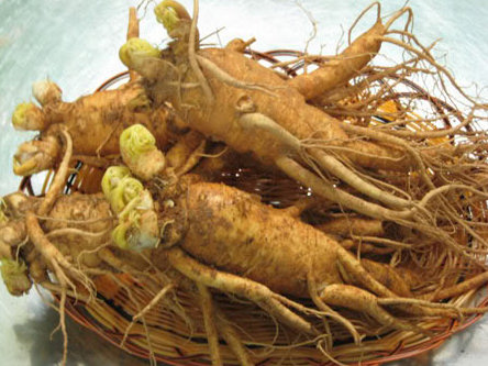 Cách Nhận Biết Sâm Hàn Quốc Bao Nhiêu Năm Tuổi - Nguyen Tran Coop