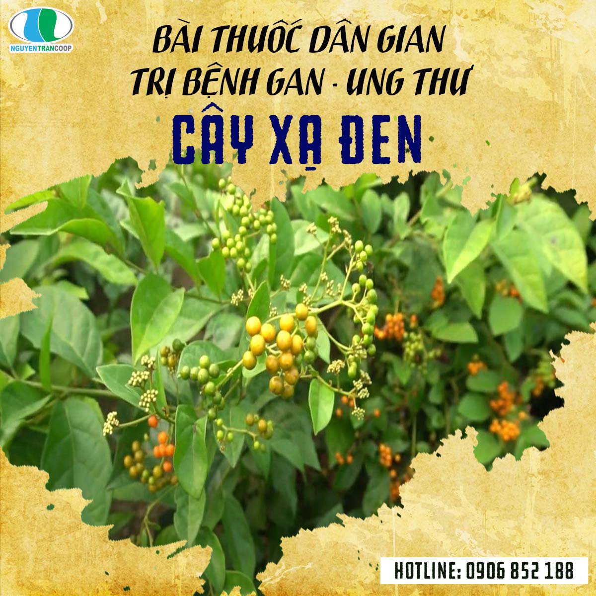 Cây Xạ Đen Có Tác Dụng Gì